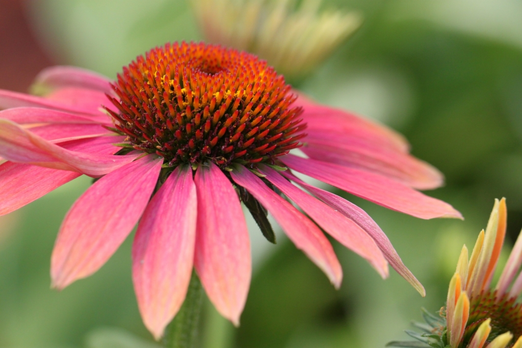 PURPURNA EHINACEJA – Indijanski ‘Lijek za sve bolesti’ – Nexus-Svjetlost